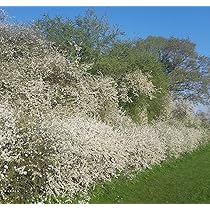 Prunus Spinosa Hedge