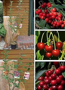 Trio Obstbaum Kirschbaum 3 Sorten auf 1 Baum veredelt | Kirsche ...