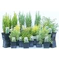 6 Mixed Dwarf Conifers in 9CM Pots Evergreen Borders : Amazon.co.uk: Garden