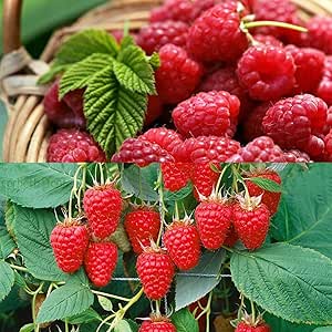 3 x Raspberry Tulameen Bare Root Cane - Grow Your Own Raspberries ...
