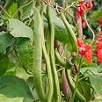 Premier Seeds Direct - Runner Bean Armstrong -55 Grams : Amazon.co.uk ...
