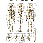 AnatomyStuff Musculoskeletal Anatomy Poster/Chart 45 x 60 cm, 18 x 24 ...