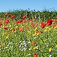Landlife Wildflowers Dual Purpose Wildflower Seeds LWXP - Wildflower ...