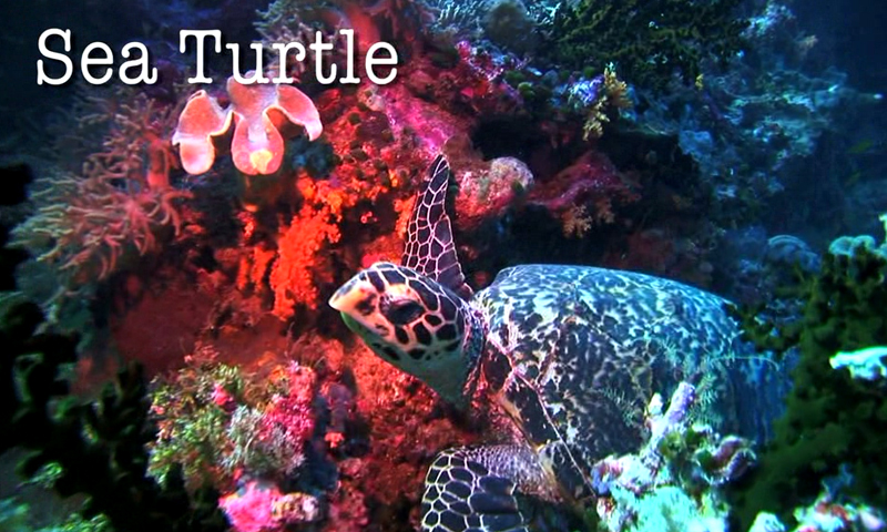 Shaq's Little Fishy Things : Amazon.co.uk: Apps & Games