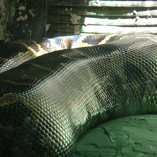 Burmese Python Wallpaper -- HD Wallpapers of Burmese Pythons!: Amazon ...