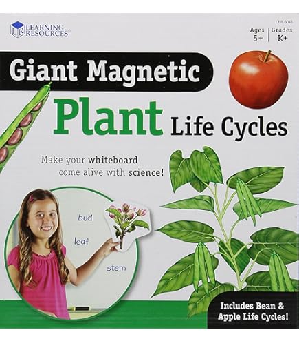 Giant Magnetic Butterfly Life Cycle Eyfs Ks1 Scientific News: Science