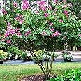 Indian Gardening Low Maintenance Mandaram Violet | Orchid Tree ...