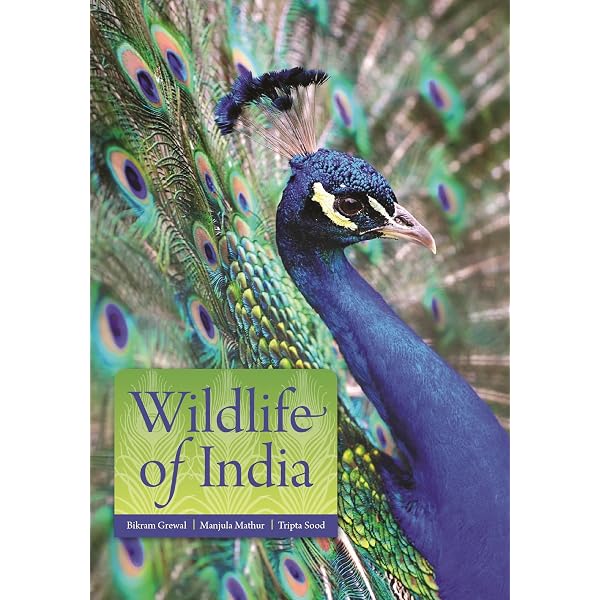 Indian Animals A Guide To 40 Incredible Indian Wildlife
