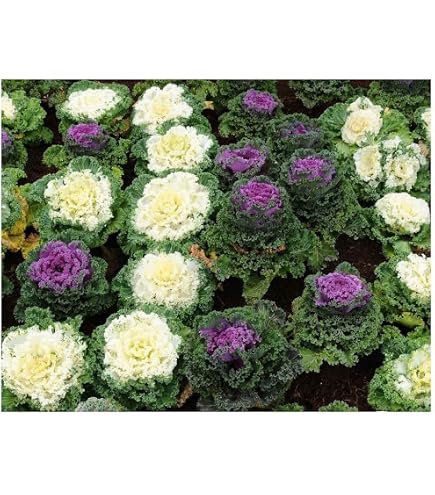 Ornamental Cabbage Seeds Cabbage Ornamental Mix | Flowers | Cabbage
