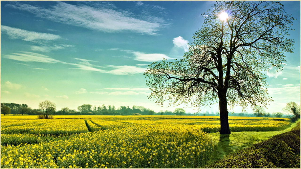 Charming Nature Backgrounds: Amazon.co.uk: Appstore for Android