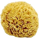 Newtons Foot Therapy Chiropody Sponge: Amazon.co.uk: Beauty