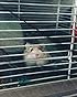 Rosewood PICO Hamster Home, Extra Large, Translucent Teal: Amazon.co.uk ...