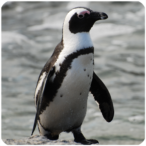 Penguin Sounds: Amazon.de: Apps für Android