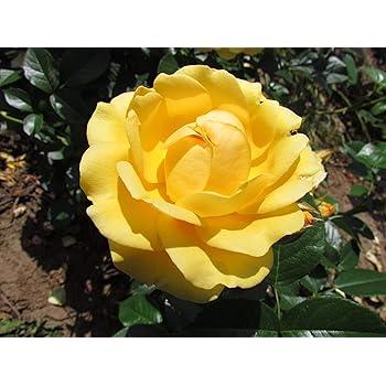 Apuldram Roses "ABSOLUTELY FABULOUS" - Floribunda Bush rose (Potted ...