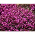 GrowOn Shrubs [x4] Heather Erica Carnea 'Myretoun Ruby' | Multi-Pack ...