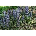 Ajuga Reptans Bugle Common Wild Flower x15 Seeds, Fairy Flower Seeds : Amazon.co.uk: Garden