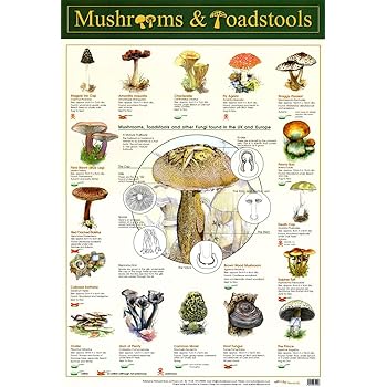 COMMON FUNGI / Toadstools / Mushrooms Poster - 56 Images of Common ...