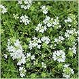 Thyme Snowdrift herb Plant Aromatic Leaves White Flowers Summer Loved ...