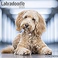 Baker and Bray Labradoodle Calendar 2026, Large Square Wall Calendar ...