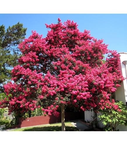 Dynamite Crape Myrtle Tree