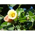 SHOP 360 GARDEN Medicinal Plant Seeds for Growing - Thespesia populnea ...