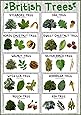 British Trees Laminated Nature Poster - Size A1 (84.1 cm x 59.4 cm ...