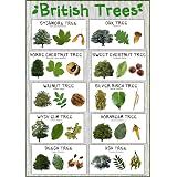 British Trees Laminated Nature Poster - Size A1 (84.1 cm x 59.4 cm ...