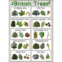 British Trees Nature Poster - Paper Laminated (A2 Size 42 x 59.4 cm ...