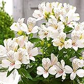 Alstroemeria Colorita Claire Outdoor Flowering Lilies Herbaceous ...
