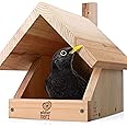 wildtier herz I Blackbird nesting box made of screwed solid wood ...