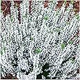 GrowOn Shrubs [x4] Scottish Heather Calluna Vulgaris 'Spring Cream ...