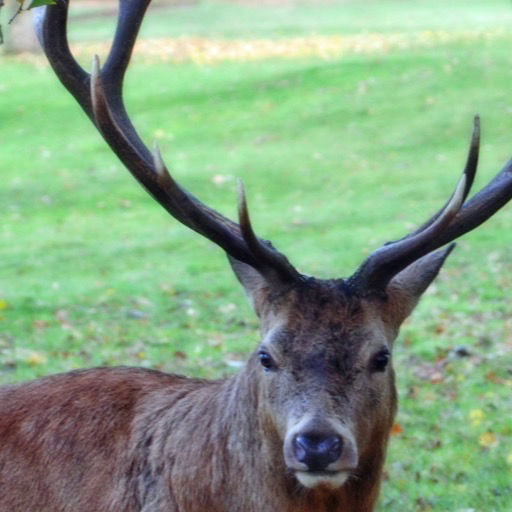 deer antler Wallpaper -- HD Wallpapers of deer antlers! : Amazon.co.uk ...