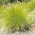 Perfect Plants - Stipa Tenuissima Pony Tails Hardy Ornamental Grass ...