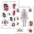 Palace Learning 2 Pack - Circulatory System & Heart Anatomy Posters ...