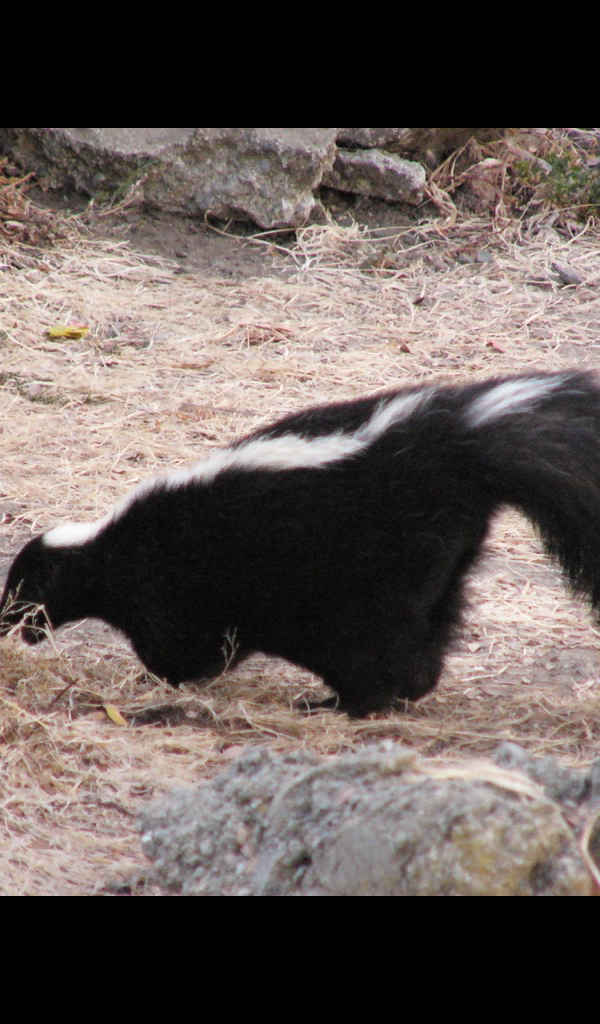 cute skunk Wallpaper -- HD Wallpapers of cute skunks! : Amazon.co.uk ...