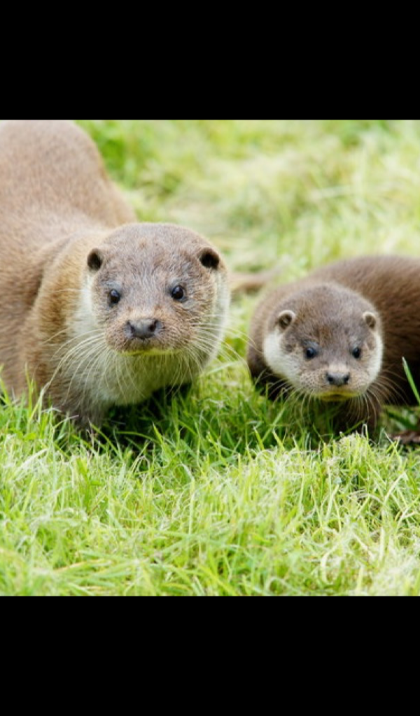 cute otter Wallpaper -- HD Wallpapers of cute otters! : Amazon.co.uk ...