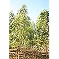 GREEN WORLD Eucalyptus/Nilgiri/Safeda Tree Seeds (50 Gms Seeds ...