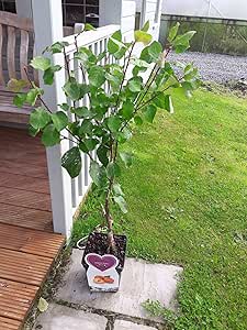 Dwarf Patio Victoria Plum Tree, in a 5L Pot, Miniature & Self-Fertile ...