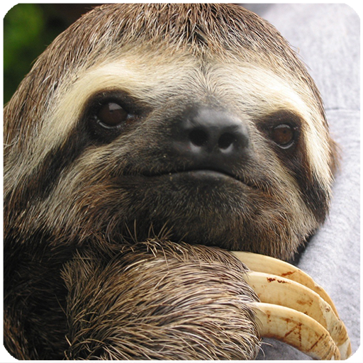 Sloth Sounds: Amazon.co.uk: Appstore for Android