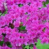 1 X Azalea 'Geisha Pink' Japanese Evergreen Shrub Hardy Plant in Pot ...