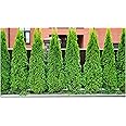 25 x Thuja occidentalis 'Brabant' (Gehölz/Winterhart/Mehrjährig ...