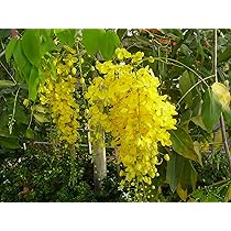 Cassia Fistula Golden Shower Tree Seeds, 53% OFF