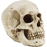 Human Skull Model - L12 x W15 x H14.5cm / 4.72 x 5.9 x 5.71 Inches ...