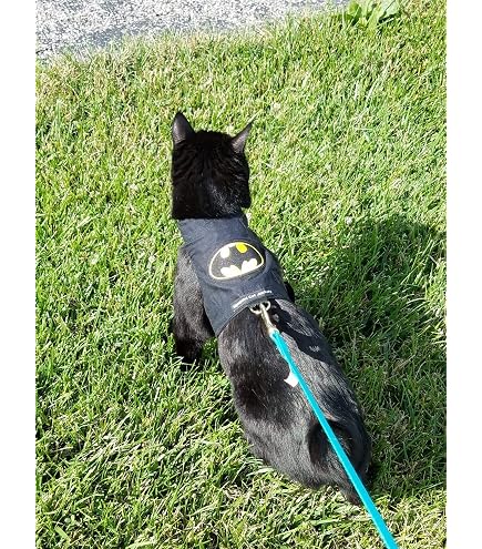Handmade Cat Harness Mynwood Cat Jacket/Harness Red Kitten Up To 8 ...