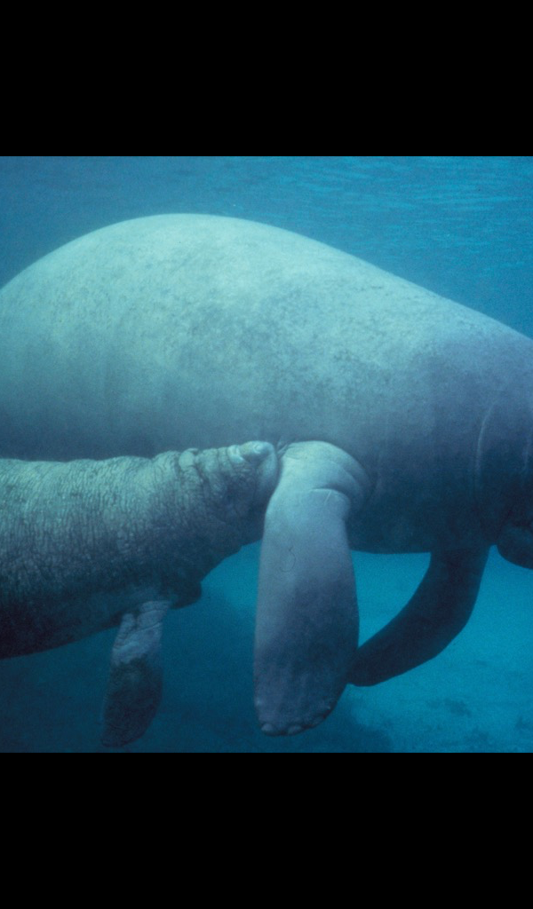 Dugong Wallpaper -- HD Wallpapers of Dugongs! : Amazon.co.uk: Apps & Games