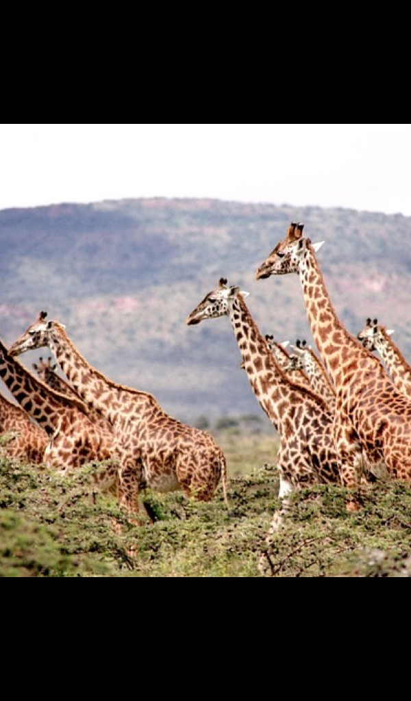 funny giraffe Wallpaper -- HD Wallpapers of funny giraffes! : Amazon.co ...