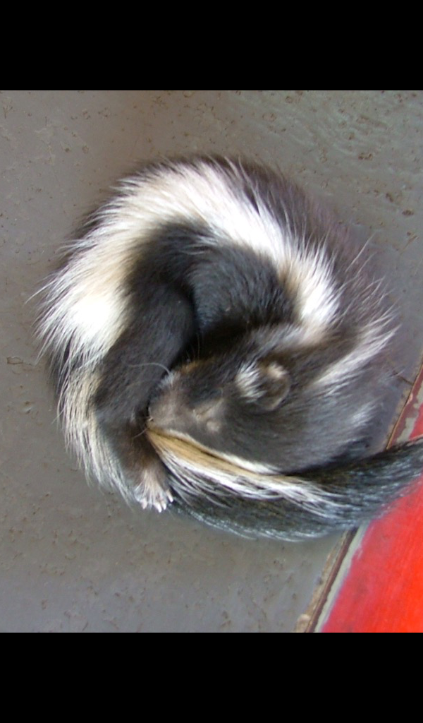 cute skunk Wallpaper -- HD Wallpapers of cute skunks! : Amazon.co.uk ...