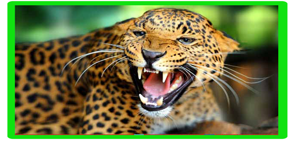 Most Dangerous Animal In The World Amazon co uk Apps Games most-dangerous-animal-in-the-world-amazon-co-uk-apps-games