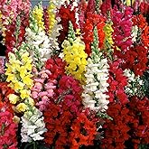 350 Antirrhinum Cheerio Mix Seeds - Mixed Colour Snapdragon Snap Dragon ...