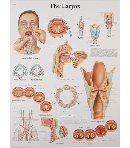 Anatomia Della Laringe Netter Anatomia Da Faringe E Da Via Aérea